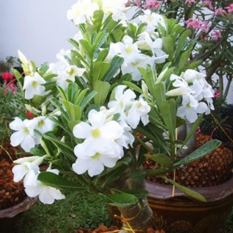 Desert Rose White aka Adenium Obesum Starter Plant – Yaxa Colombia