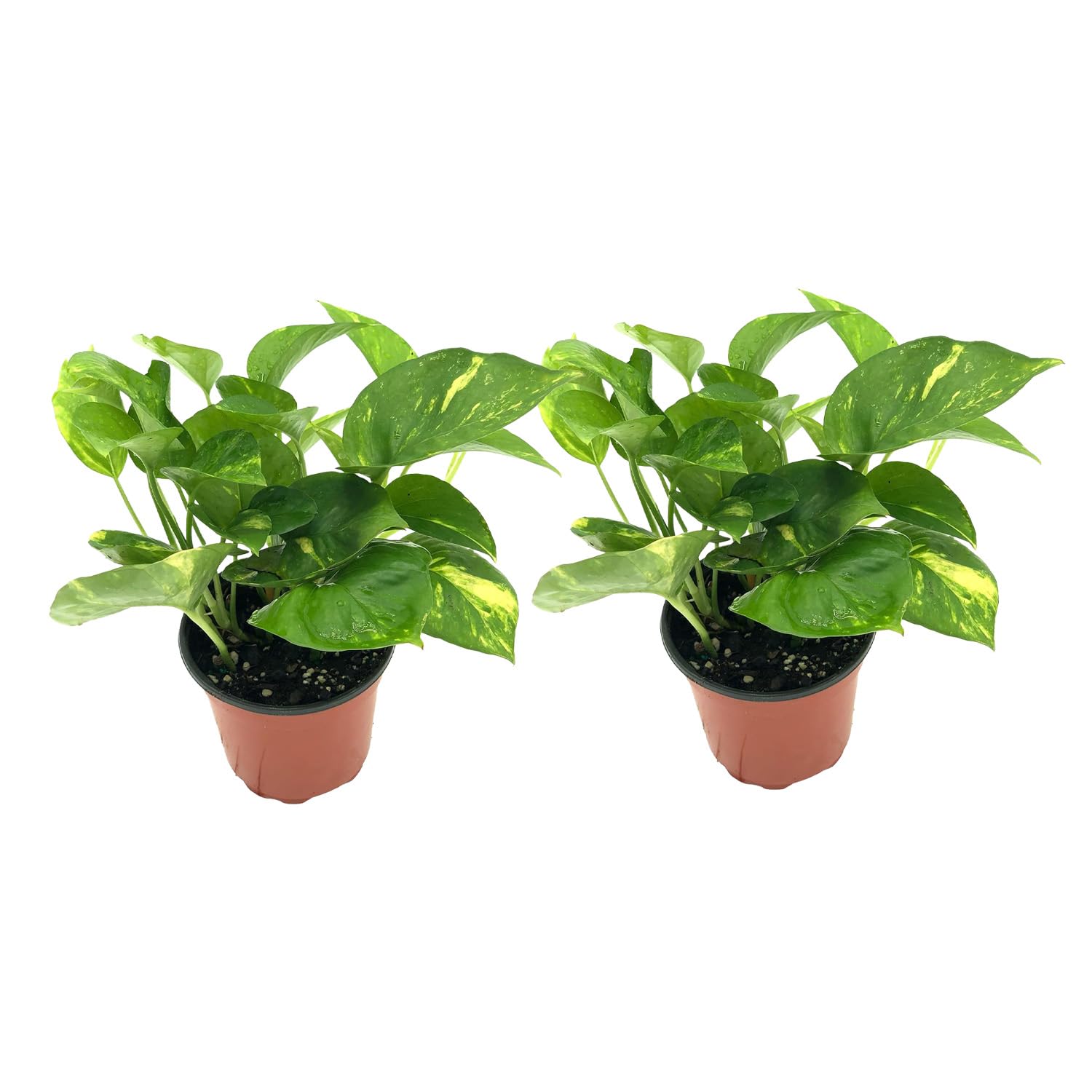 Amazon.com : Live Pothos Plant - Epipremnum aureus Golden Pothos Plant ...