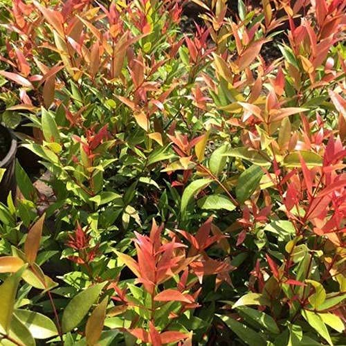 Buy Earth Angels Indoor Live - Rare Christina Tree (Syzygium ...