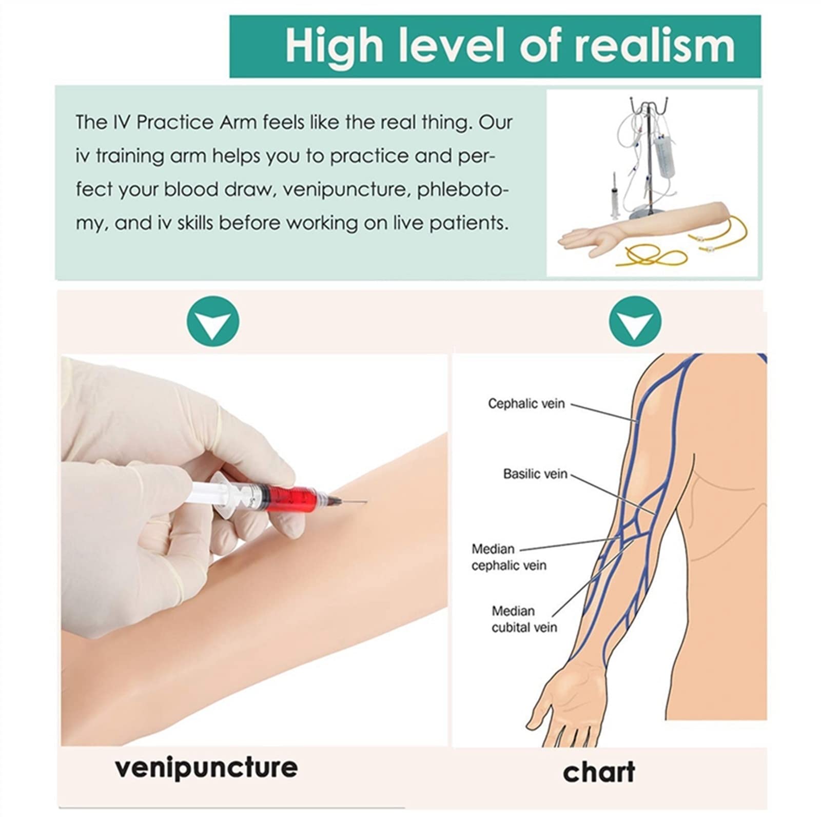 Phlebotmy Veins Routine Venipuncture phlebotmy-veins-routine-venipuncture