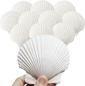 Amazon.com: GRANITA 10Pcs 4-5 inch Sea Shells White Scallop Shells for ...