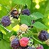 Amazon.com : 2 Raspberry Plants Live Seedlings 5 to 9 Inch Tall, Sweet ...
