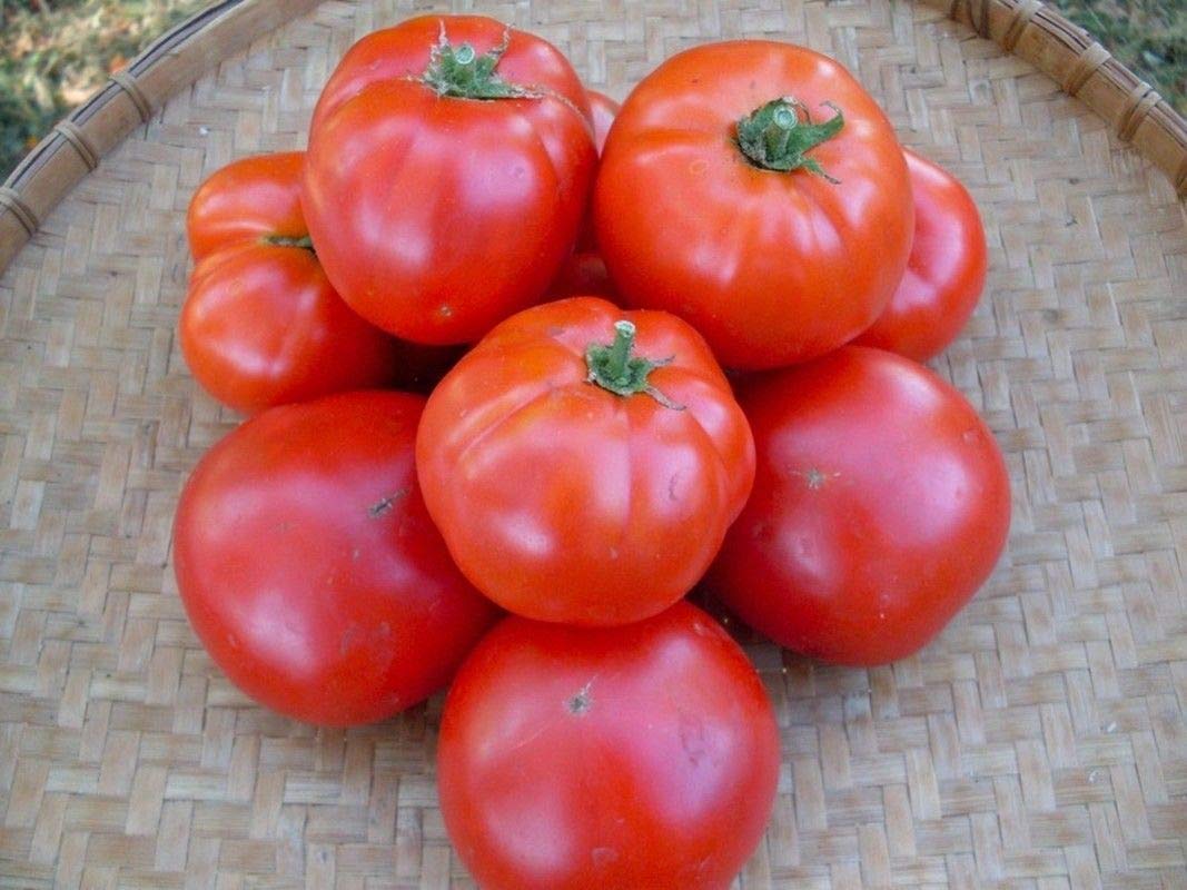 Amazon.com : Siletz Tomato Seeds - Flavor-Packed red Tomatoes are Juicy ...