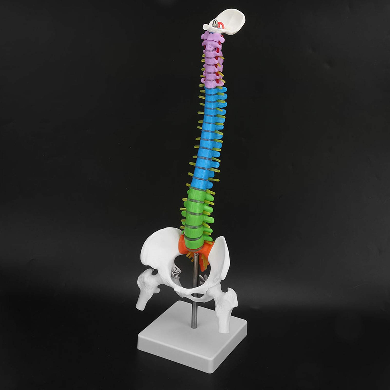 Buy Human Spine Model Colored Flexible Scientific Anatomical Human ...