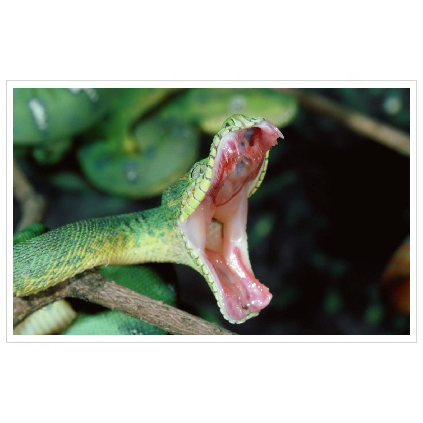 Serpiente De Cascabel Australiana Dónde Vive La Serpiente De Cascabel