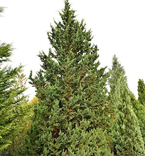 Gartenzypresse Wisselii 80-100cm - Chamaecyparis lawsoniana : Amazon.de ...
