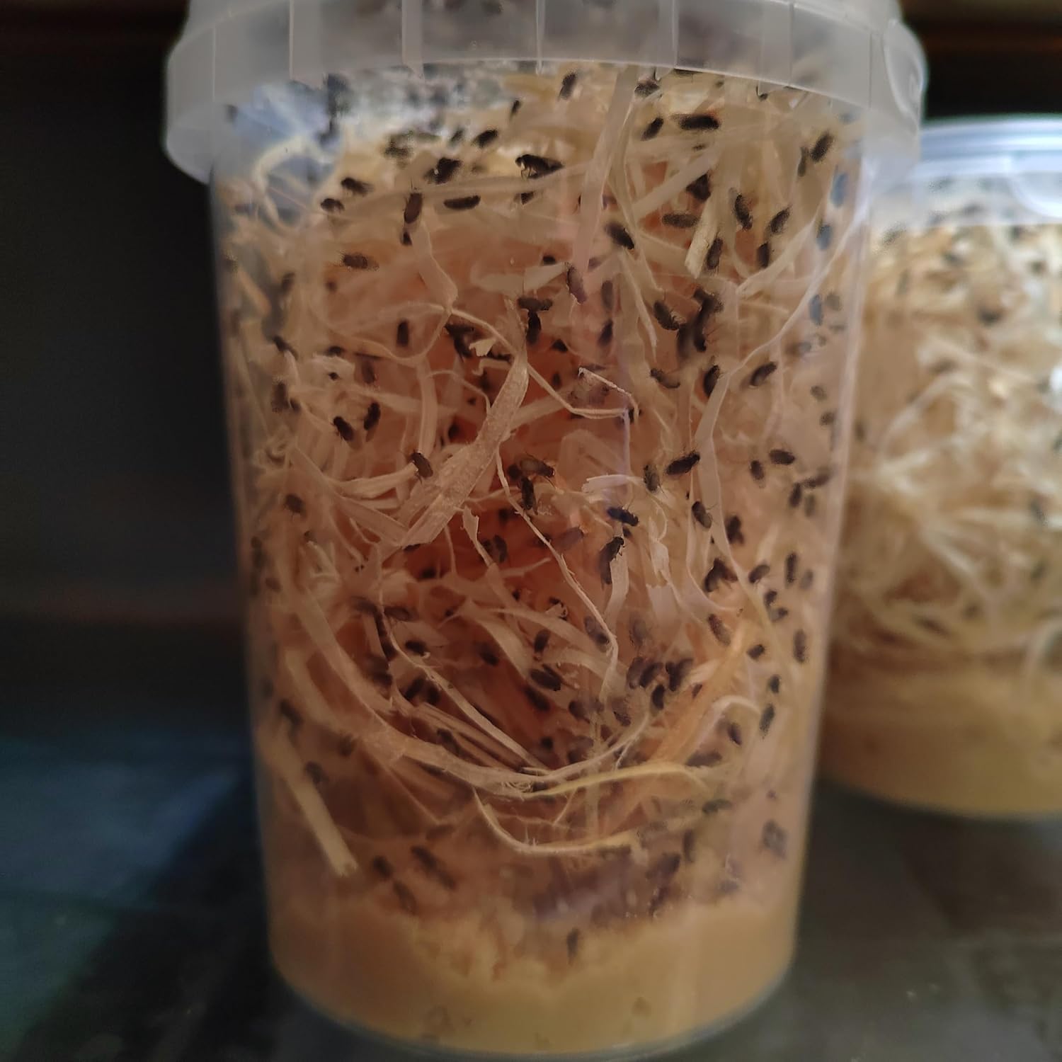 acomantis 16oz tub Flightless Fruit Flies (Drosophila Culture) Live ...