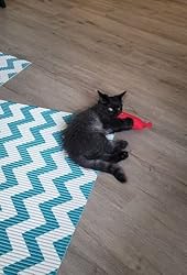 6 Pcs Cat Catnip Toys, maxin Cat Chew Bite Supplies for Cat Kitty ...