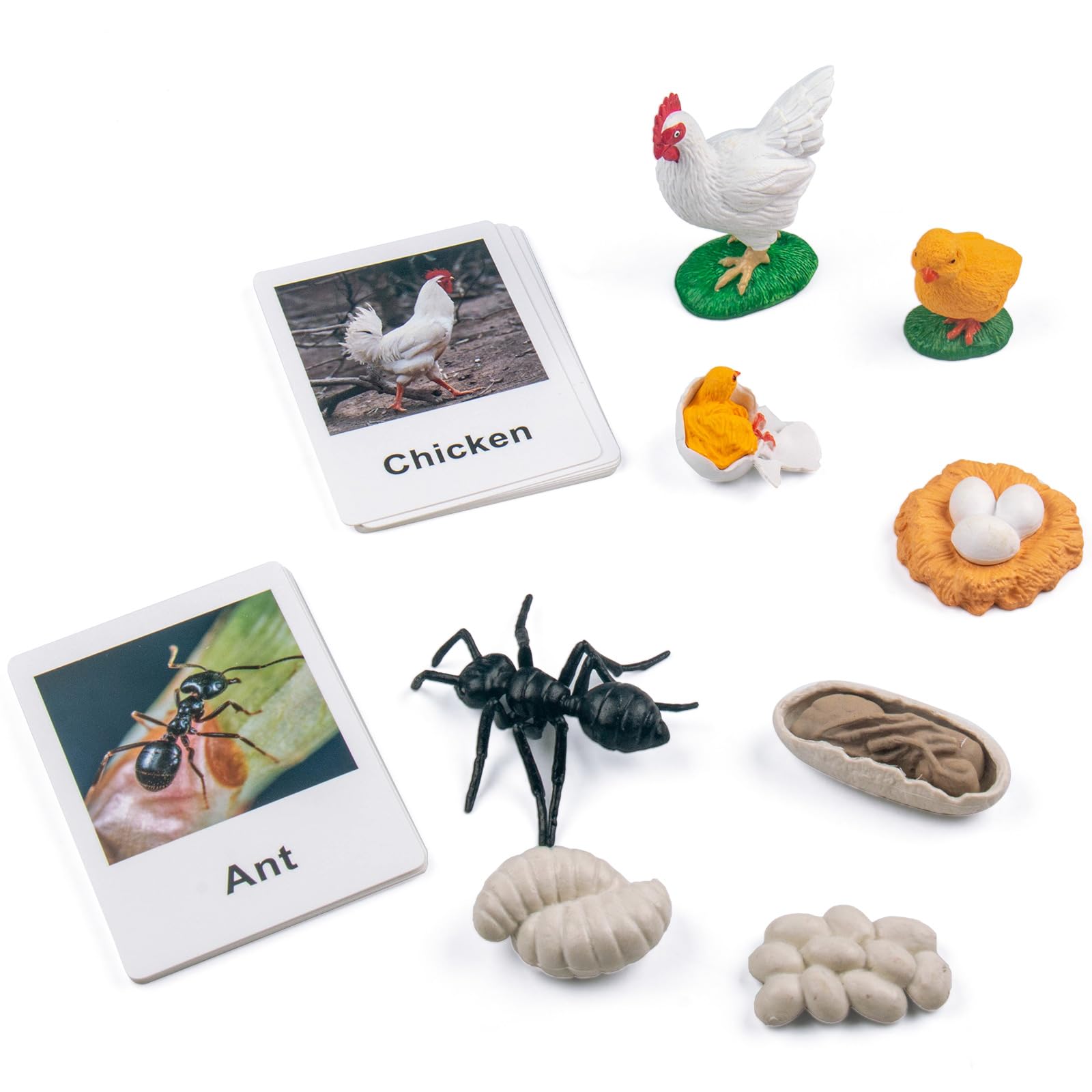 Buy MEROCO Life Cycle of a Chicken and Ant Montessori 3 Part Animal ...