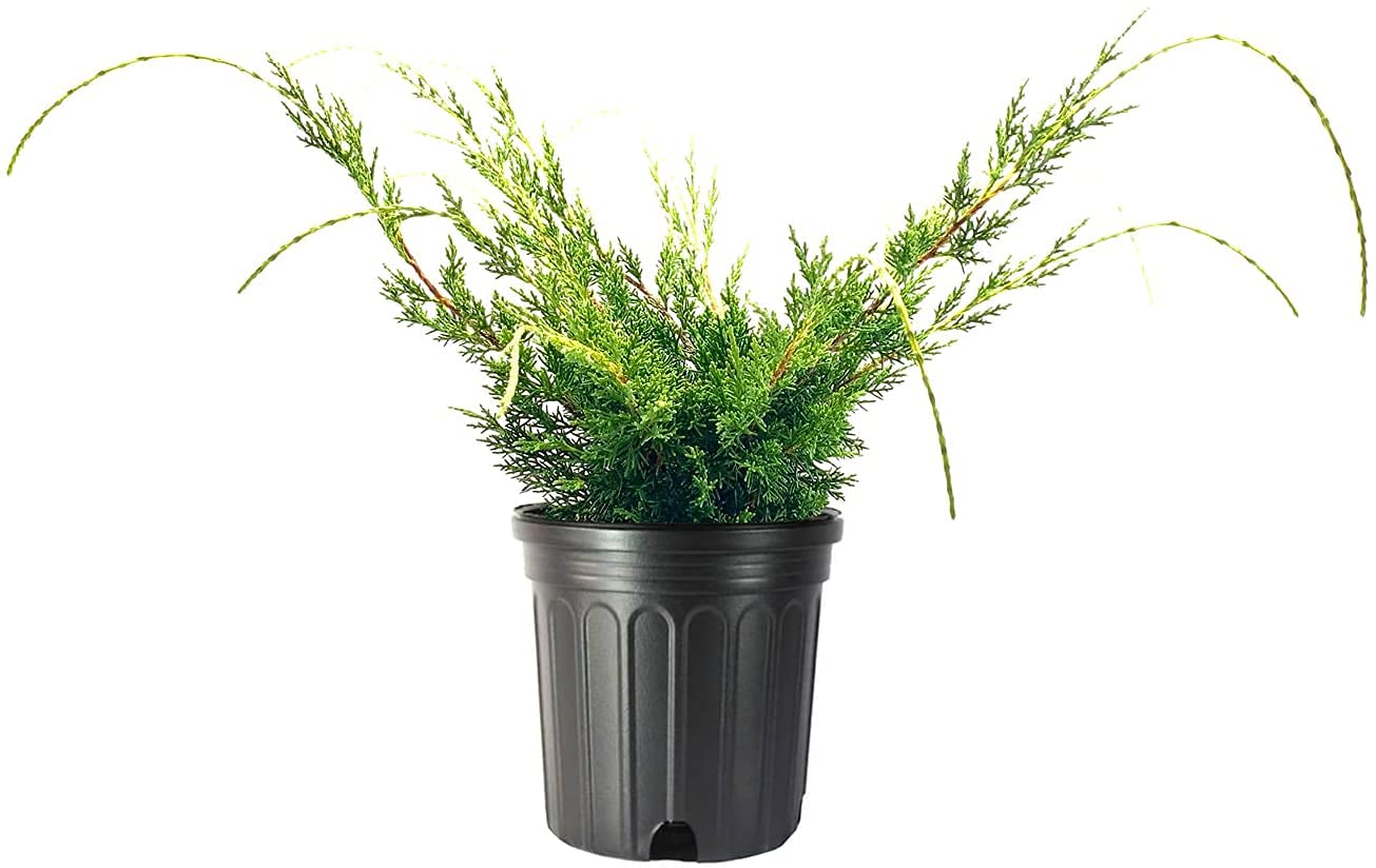 Amazon.com : Shimpaku Juniper | 1 Large Gallon Size Tree | Pre-Bonsai ...