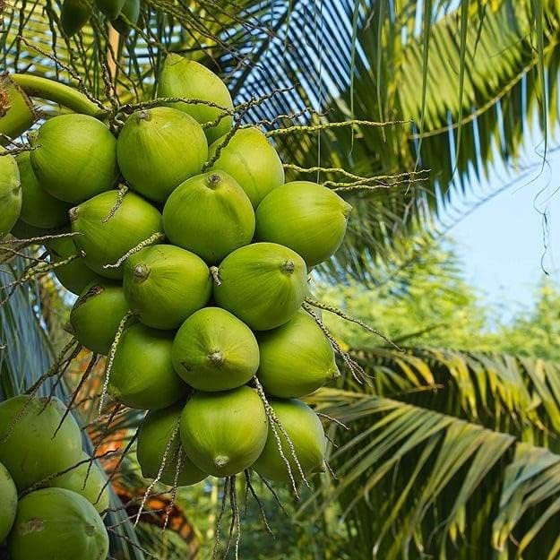 UGALOO GARDEN Hybrid Dwarf High Yield Green Coconut Fruit Tree Or Green ...