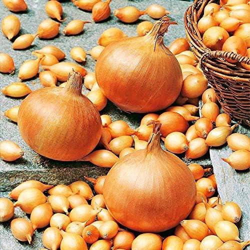 50 Pcs Onion Sets Sturon- Excellent Storage Qualities- Super Easy to ...