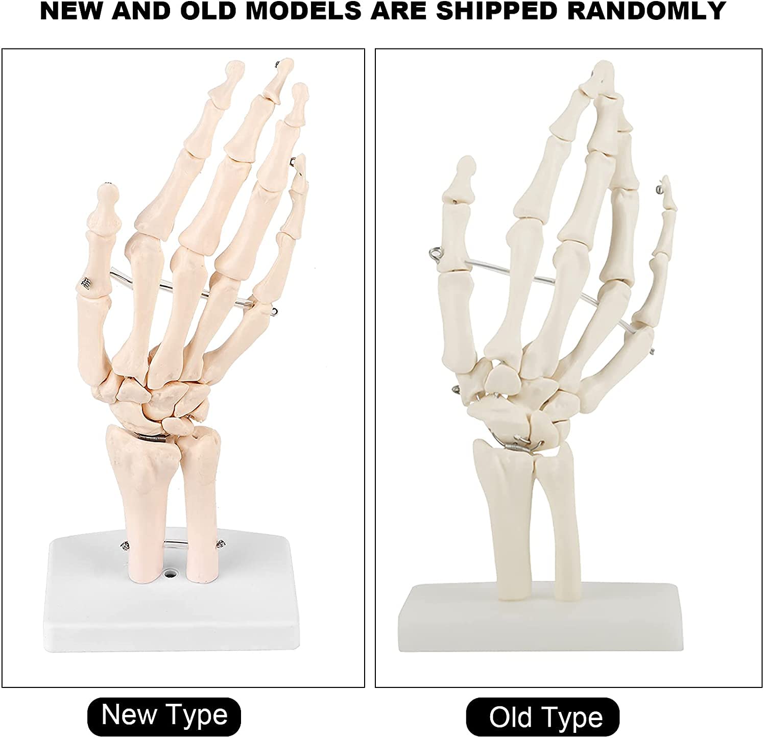 Medical Skeleton Model - Medical Anatomical Life-Size Human Hand Joint ...