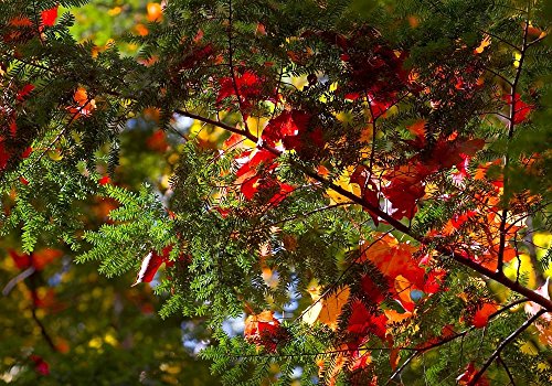 Amazon.com: Maple Leaves on Fir - UW Arboretum - Madison, WI 11x14 ...