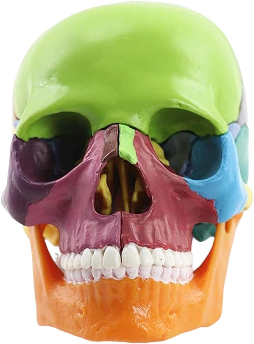 Modelo de calavera humana de tamaño real, modelo de calavera ...