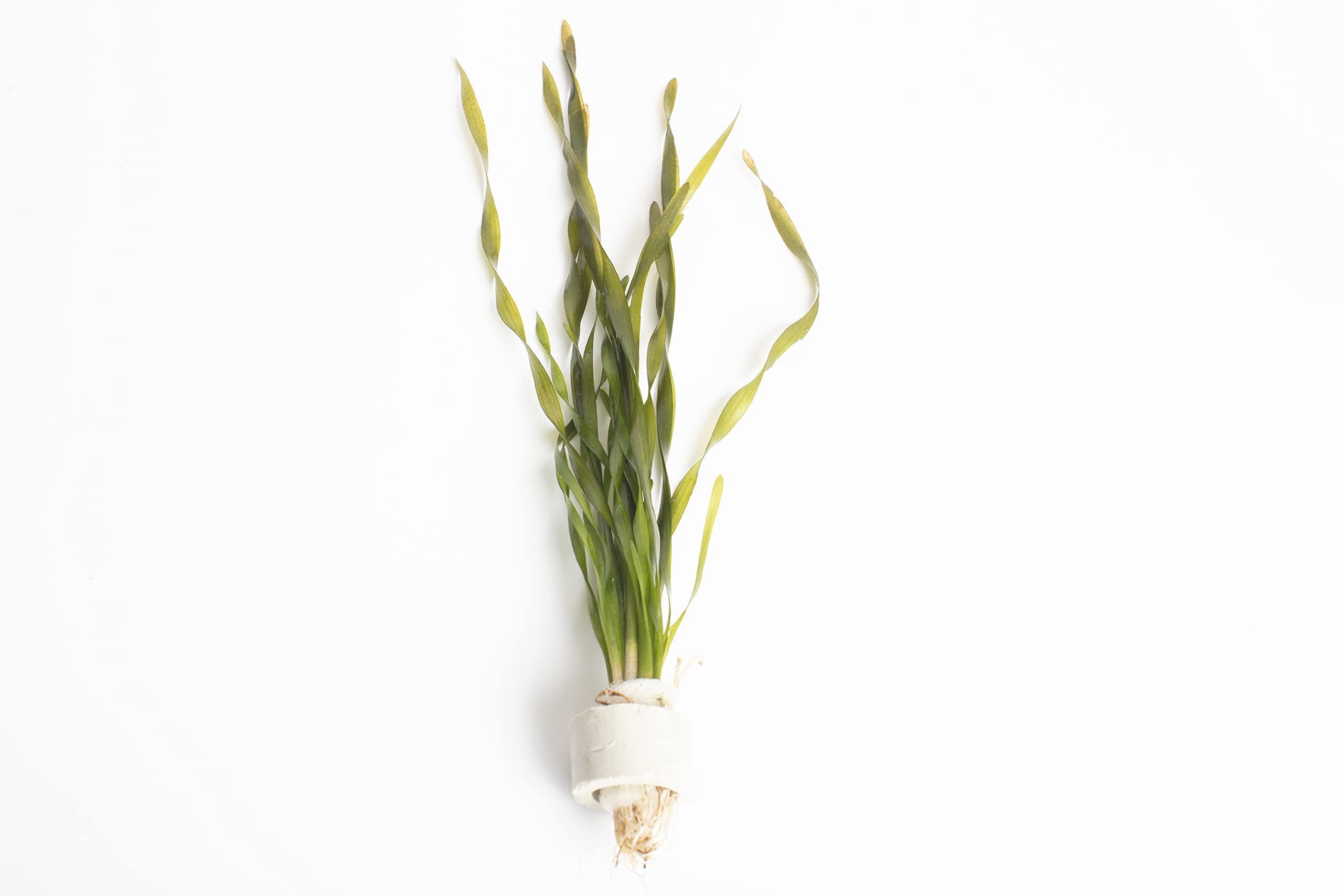 Lincolnshire Pond Plants Ltd Twisted Vallis - Live Aquarium Plant ...