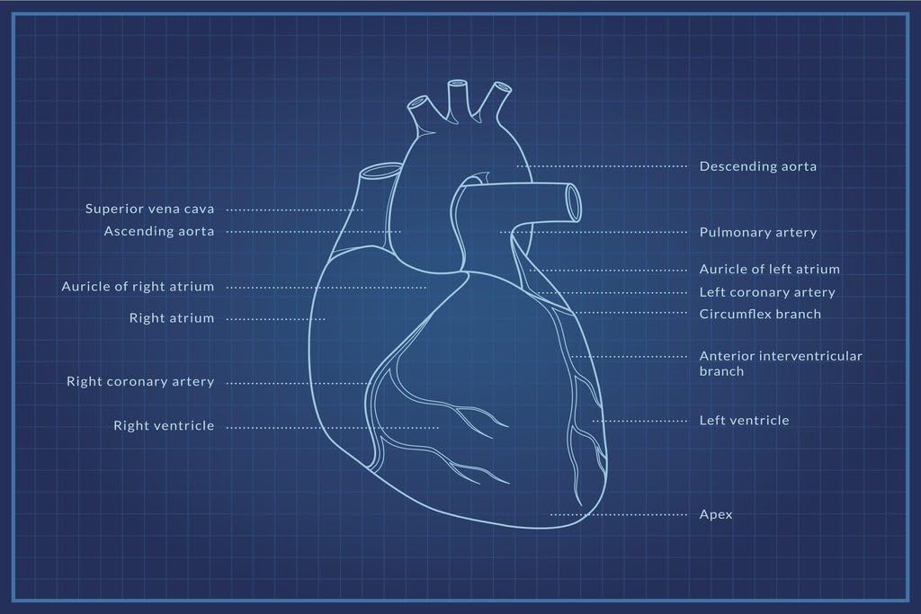 Human Heart Blueprint Diagram Educational Chart Poster 18x12 inch ...