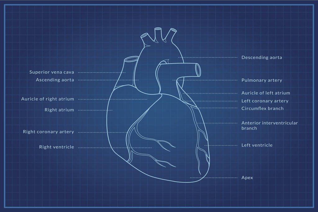 Cool Human Heart Pictures