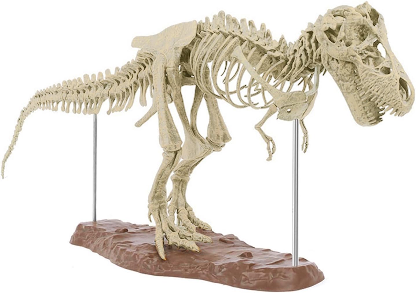 TITA-DONG Dinosaur Skeleton Model Kit Tyrannosaurus Rex Skeleton ...