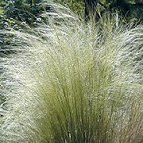 The 30 Best Feather Grass Seeds of 2023 [Verified] - Cherry Picks