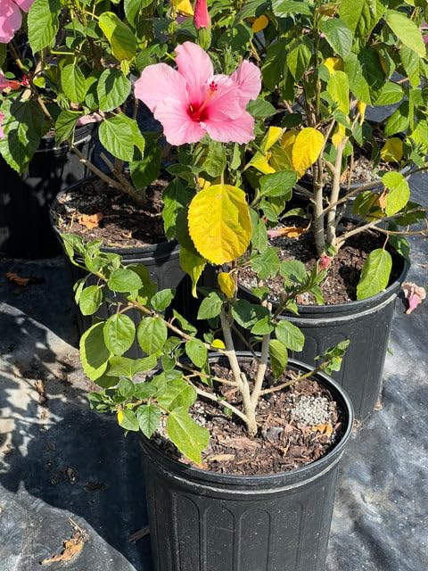 Cloud Farm Live Gudhal/Hibiscus Pink Light Double Flower Plant With Pot ...