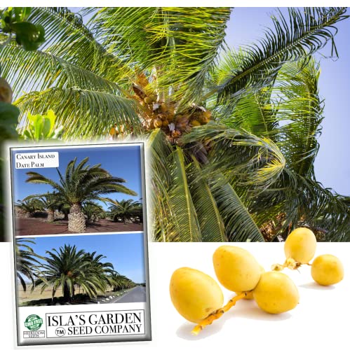 Best Palm Tree Seeds for a Lush Tropical Oasis at Home - Totally Reviewed