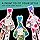 Amazon.com: Dammit Doll - Limited Edition - Dammit Anatomy Doll- Stress ...