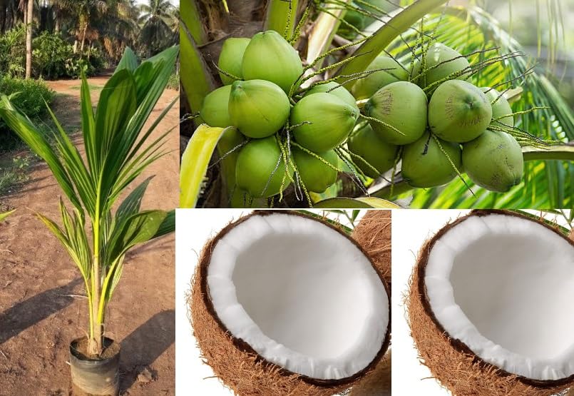 Green view Hybrid Rare Coconut Live Plant Dwarf Coconut Live Plant ...