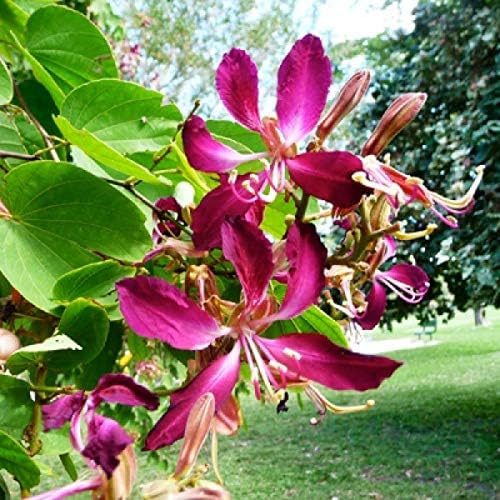 SHOP 360 GARDEN Bauhinia Purpurea, Purple Orchid Tree, Butterfly tree ...