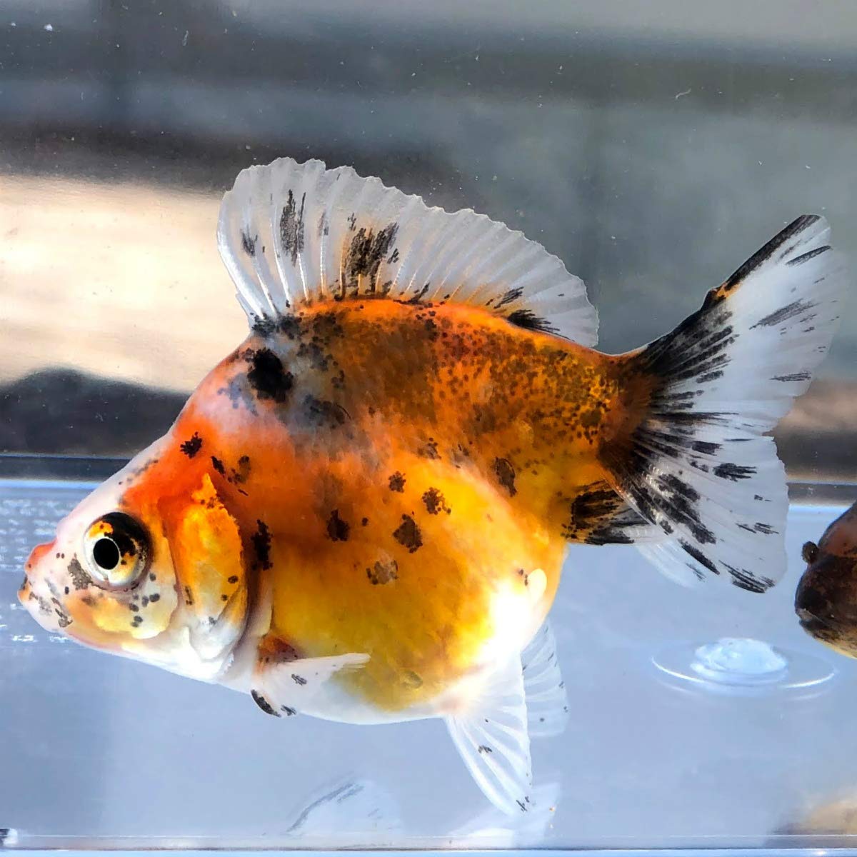 Pregnant Calico Goldfish