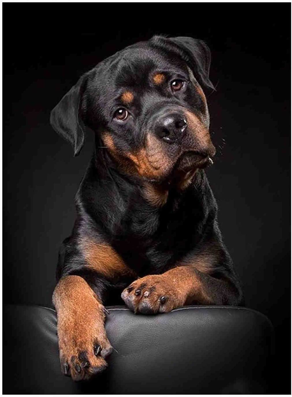 Mean Rottweiler Art