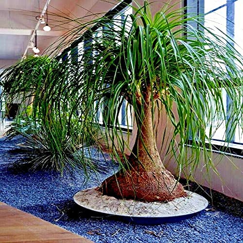Buy yunakesa Ponytail Palm Tree Beaucarnea recurvata Rare Elephant Foot ...