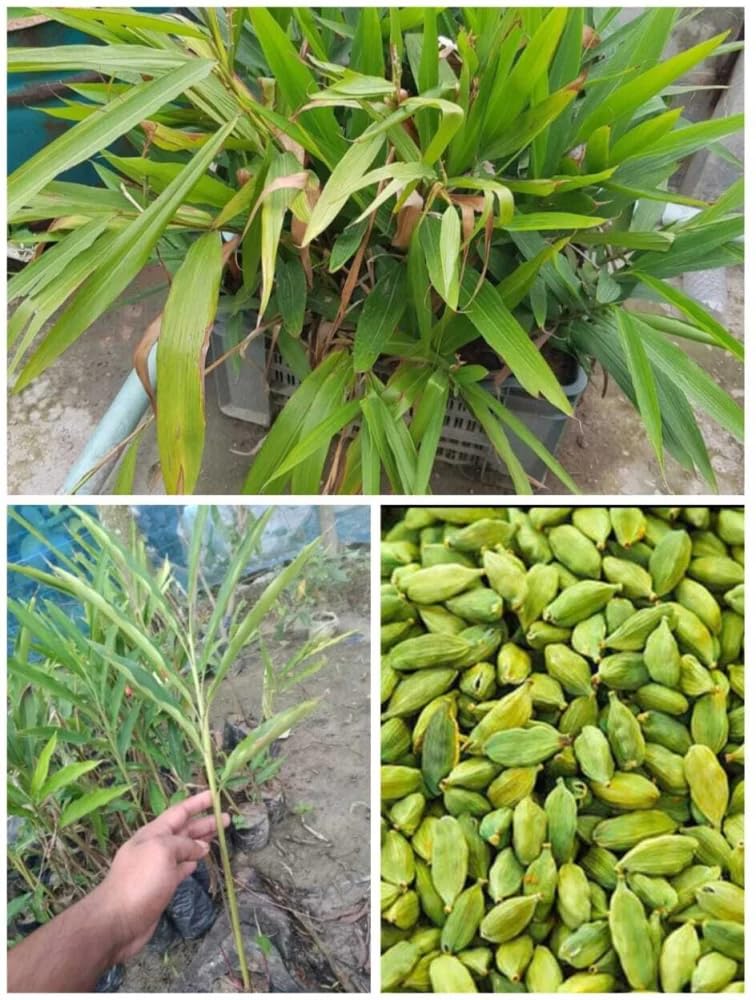 Green Elaichi Plant (choti elaichi ka podha) plant under polybag - Pot ...