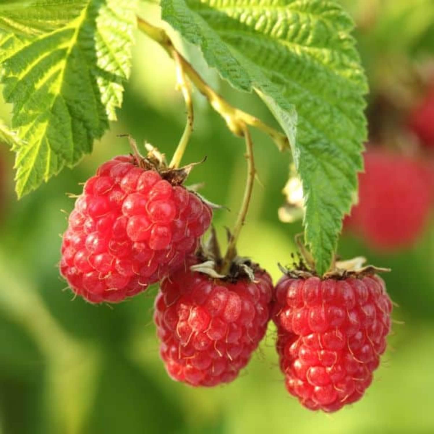 Amazon.com : 10 Nearly Thornless Raspberry Plants Live, Red Raspberry ...