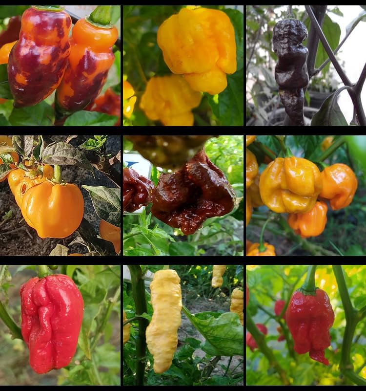 Hot Chili Pepper Seed lot, 9 Varieties, 90 Seeds (Pack 2) : Amazon.co ...