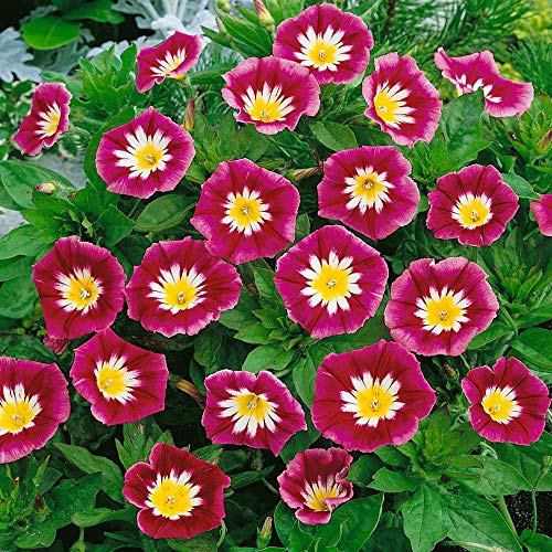 Convolvulus tricolor - How to grow & care