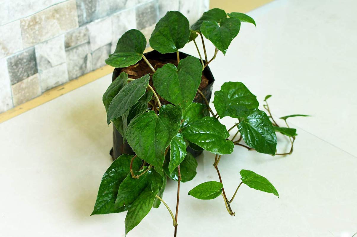 Vixenssell Maghai paan/betel small leaf plant (healthy live plant 1 ...