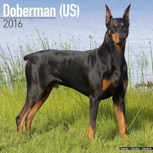 Doberman (US) Calendar - Just Doberman (US) Calendar - 2016 Wall ...