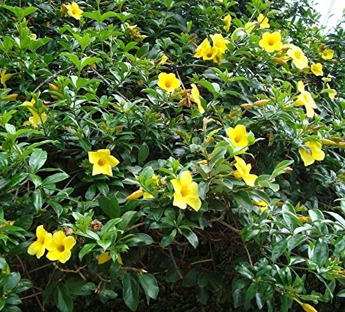 NurseryNature Almanda Yellow Creeper Plant/flower plant : Amazon.in ...