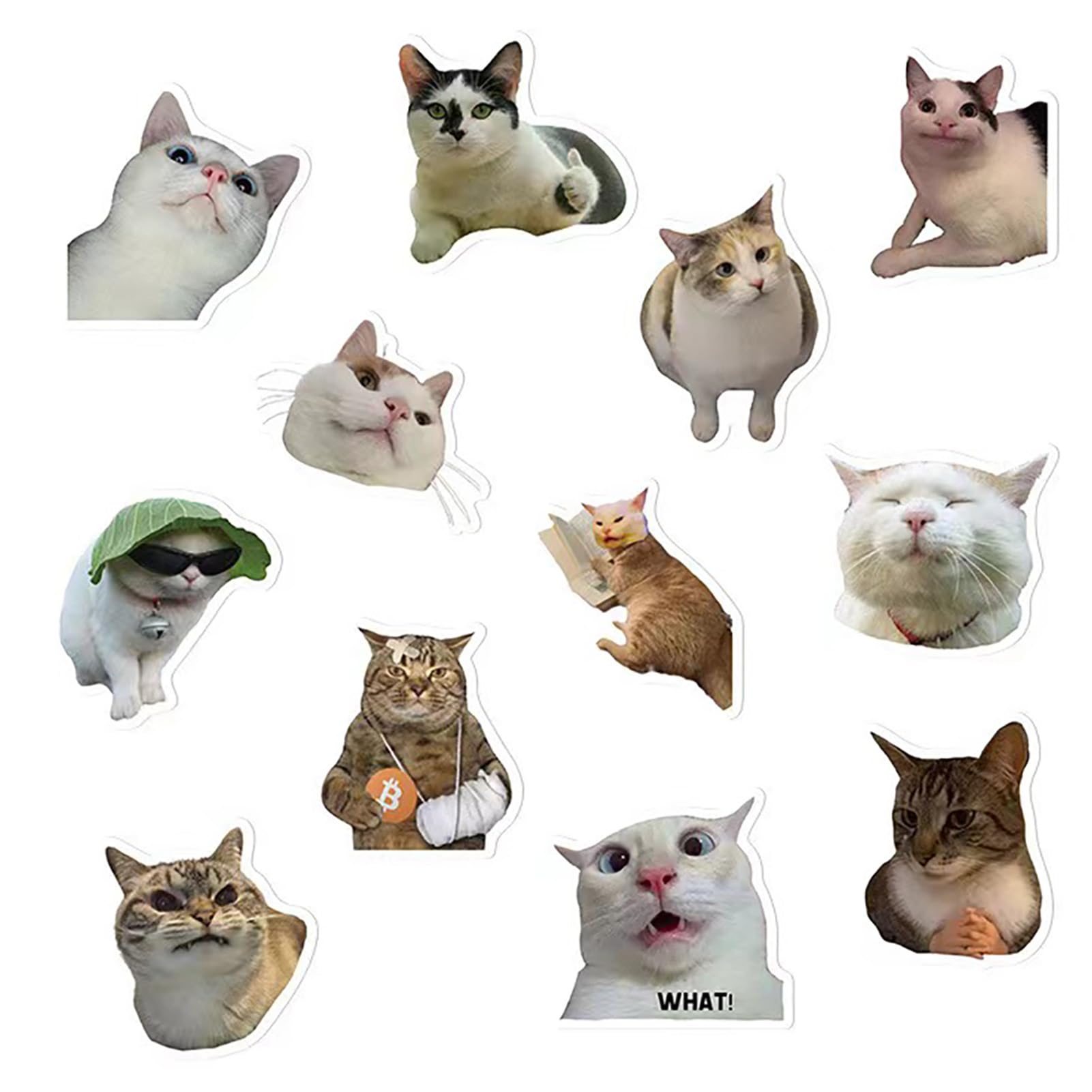 Amazon.com: Lovely Funny Fridge Magnets Cat Meme Fasteners on Home ...