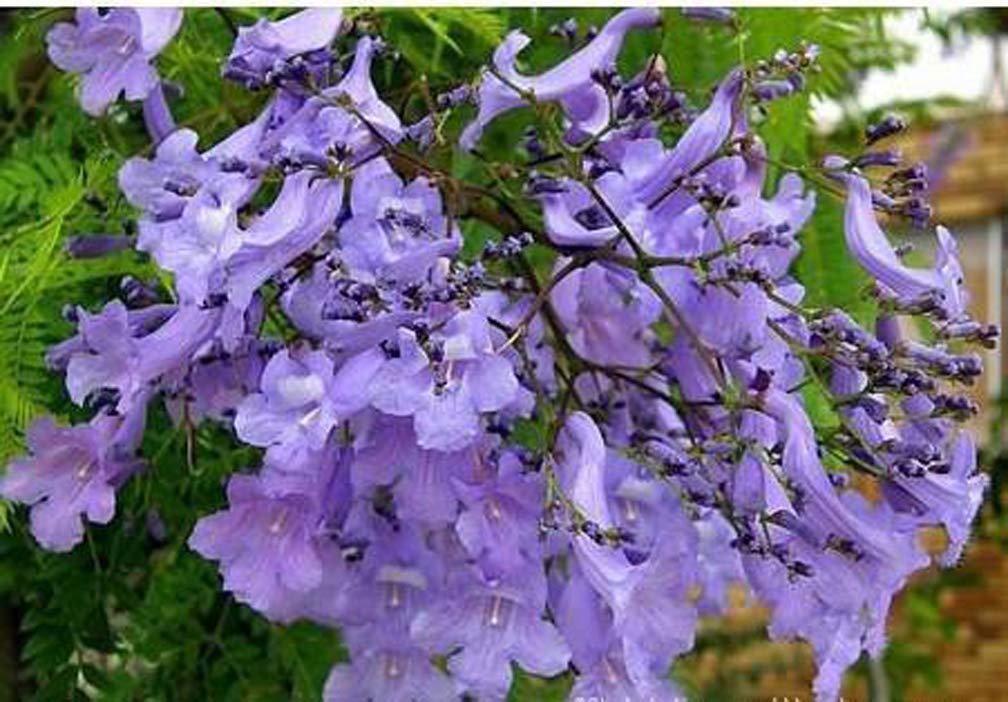 Jacaranda Tree Seeds 20 Seeds Jacaranda Mimosifolia Blue Purple Flower ...