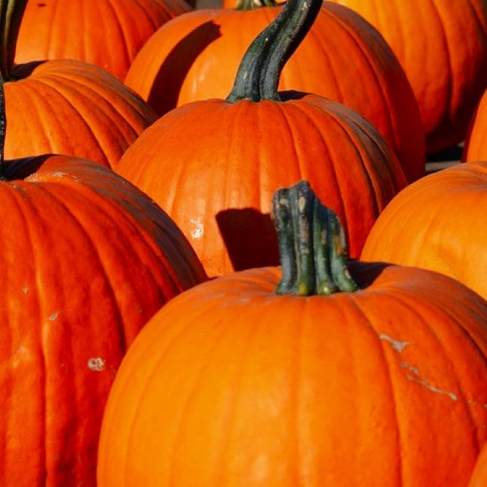 Amazon.com : Connecticut Field Pumpkin Seeds | Non-GMO | Heirloom ...