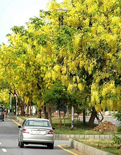 Plants Point Dwarf Rare Cassia Fistula Golden Shower Tree Kanikkonna Ornamental Flowering Live ...