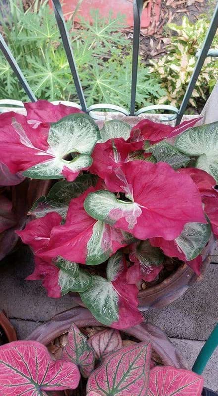 Oakwood Farms imported Caladium Flowers Bulbs Caladium Peppermint Leafy ...