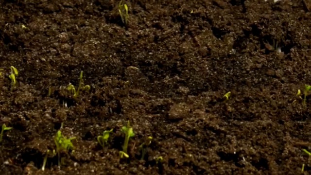 Watch These seeds are highly loved! Results on Amazon Live