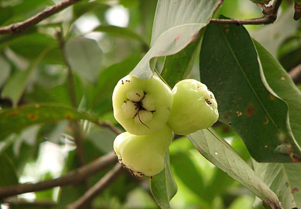 NEW DEBNATH NURSERY White Water Apple Mountain Tropical Tree Fruit ...