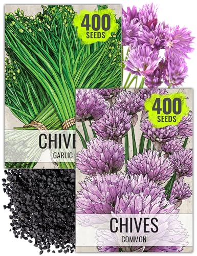 How to Grow Chives: Expert Advice for a Thriving Herb Garden - Peace ...