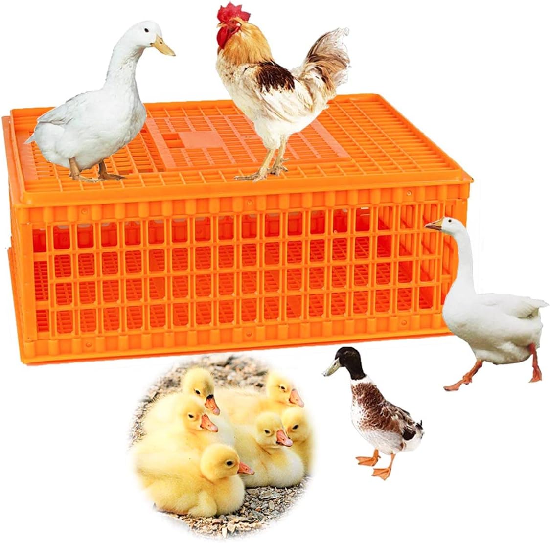 Amazon.com: PreAsion Poultry Carrier Crate Plastic Chicken Transport ...