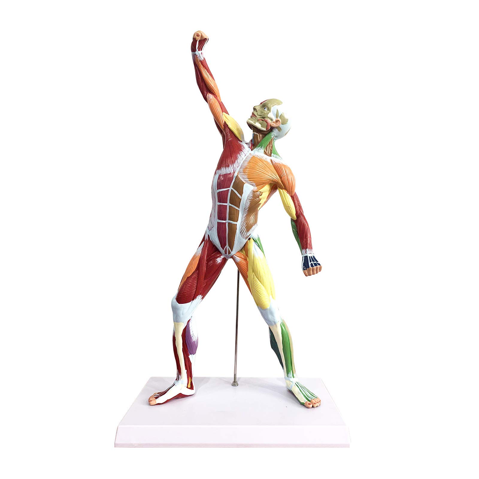 Buy 20 Inches Mini Muscular System, 3D Model Makes a Great Anatomy ...