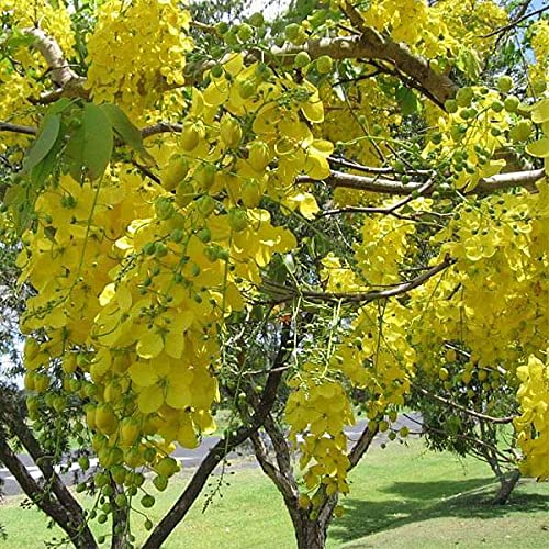 Mphmi Plants Cassia fistula, Golden shower Tree, Bahava Golden Shower Tree, Amaltas- Plant ...